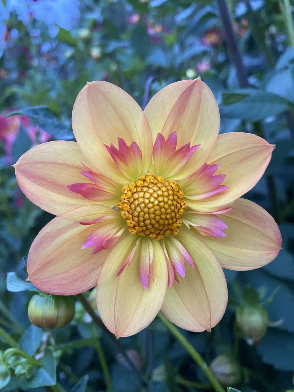 Kelsey Annie Joy Soaring Heart Dahlias