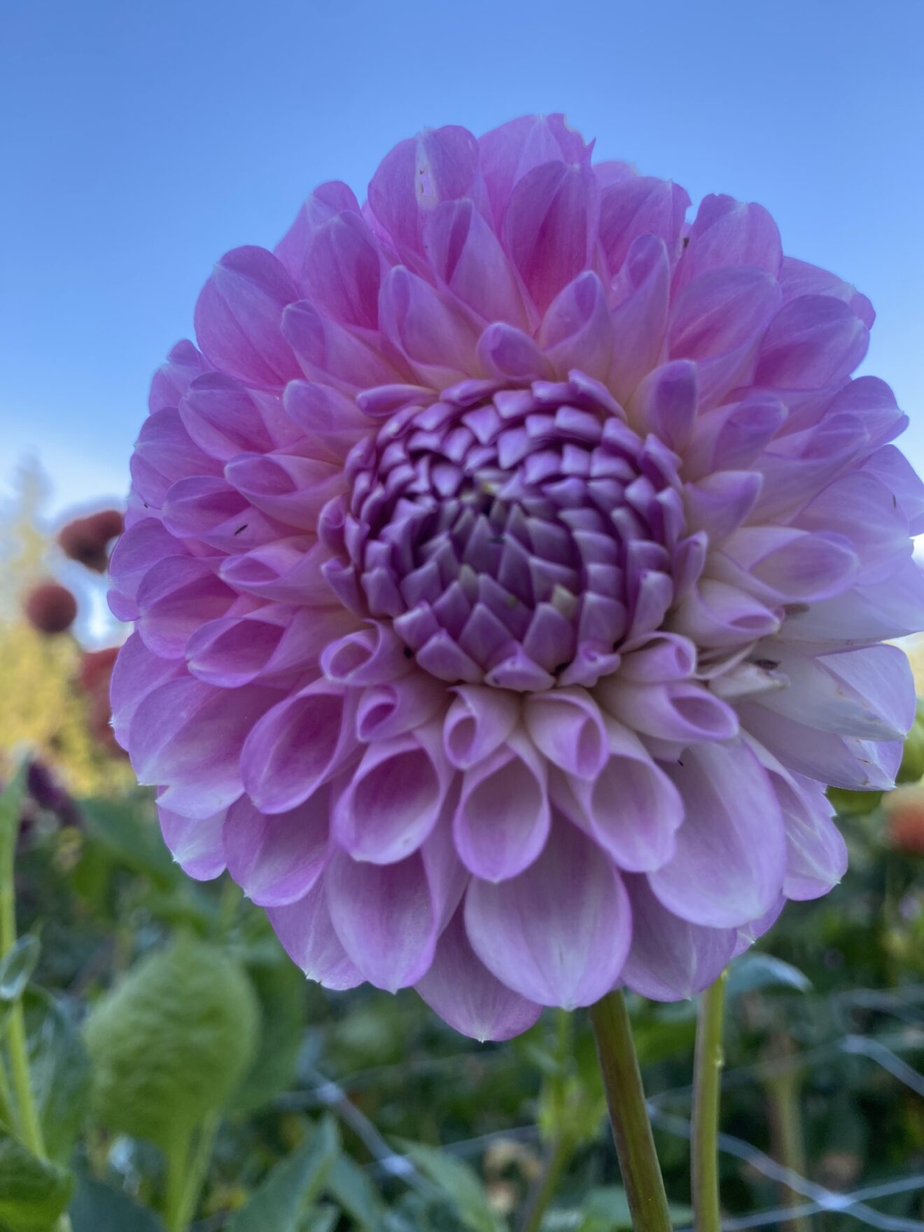 20th Ave Old Major - Soaring Heart Dahlias