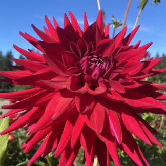 Dahlia Shop - Soaring Heart Dahlias