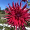Sandia Bertha - Limit One - Soaring Heart Dahlias