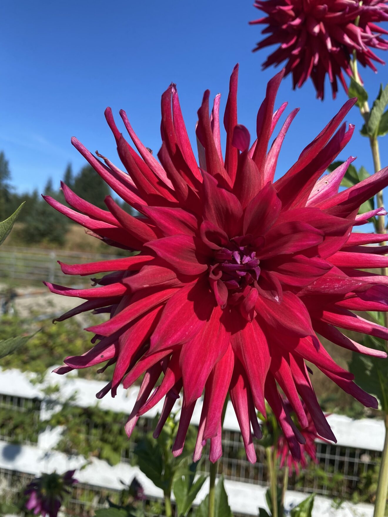 AC Hawk - Soaring Heart Dahlias