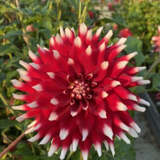 Shop - Soaring Heart Dahlias
