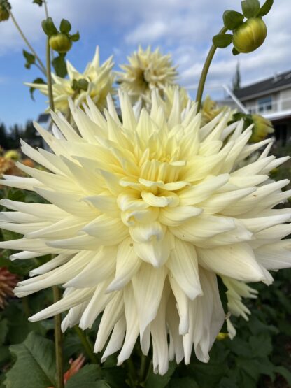 AC Moonwalk - Soaring Heart Dahlias