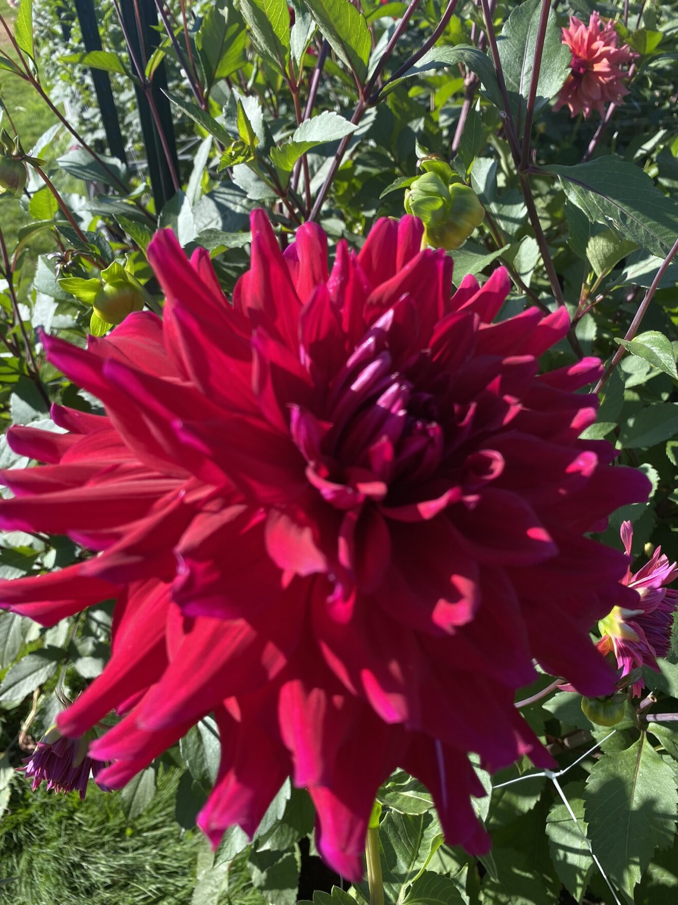 AC Riley - Soaring Heart Dahlias