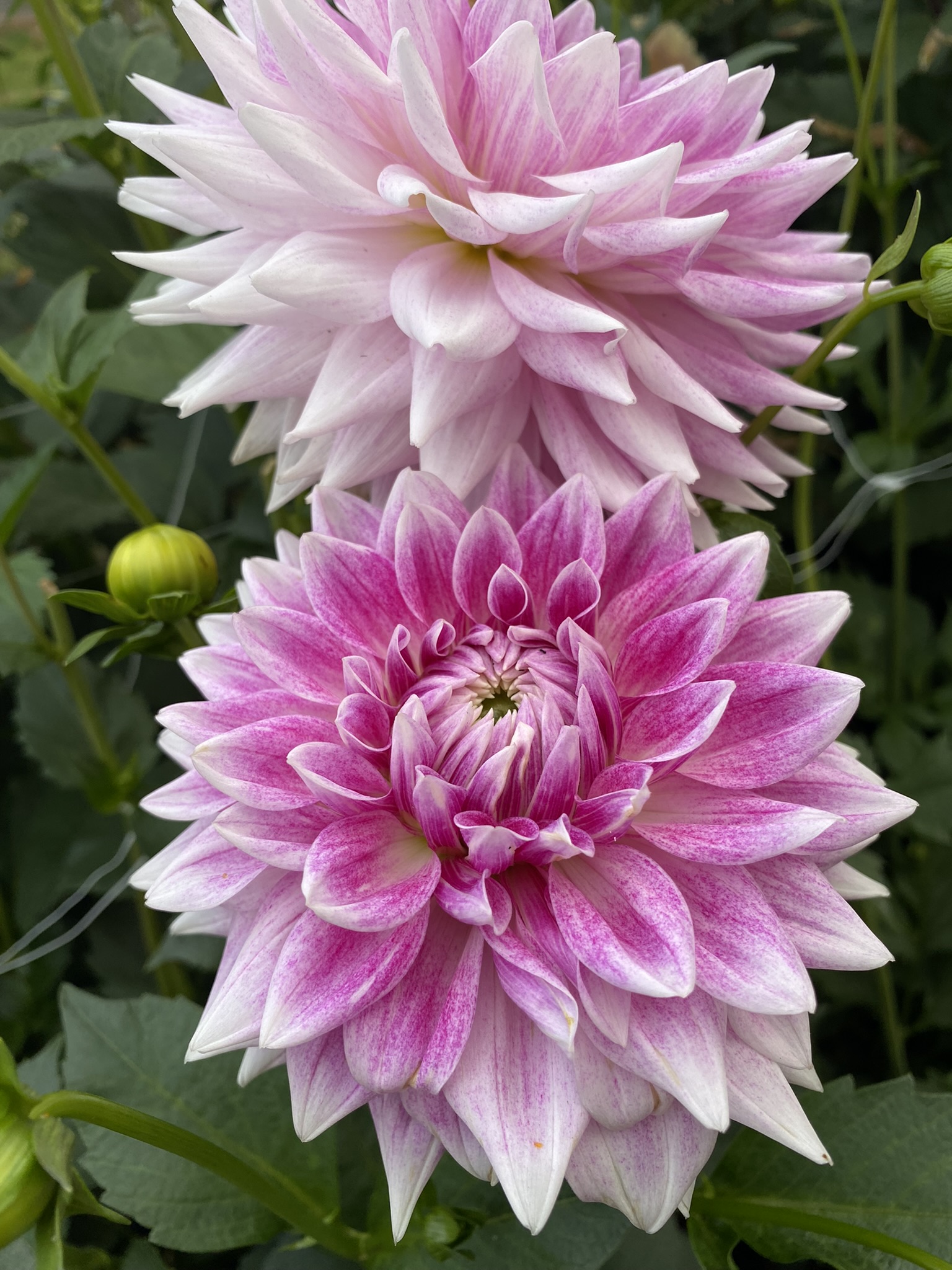 BJ's Dusty Rose - Soaring Heart Dahlias