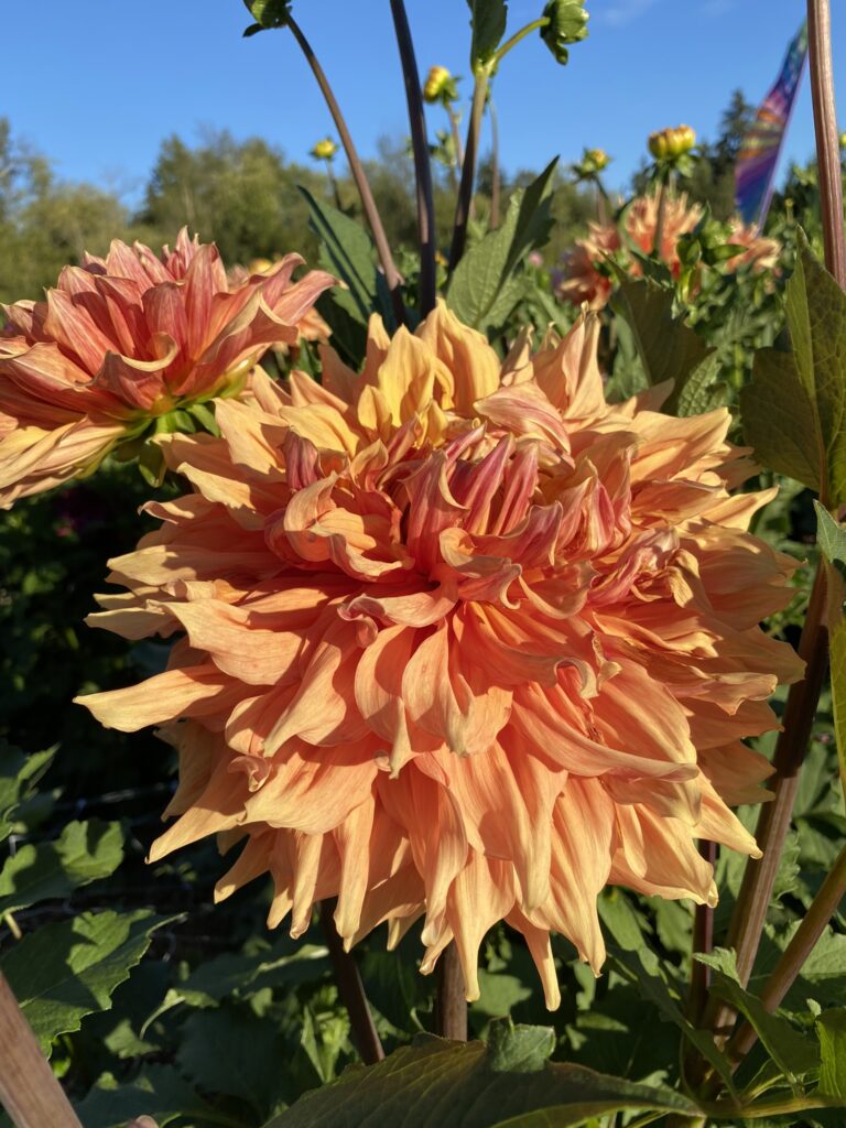 Ben Huston - Soaring Heart Dahlias