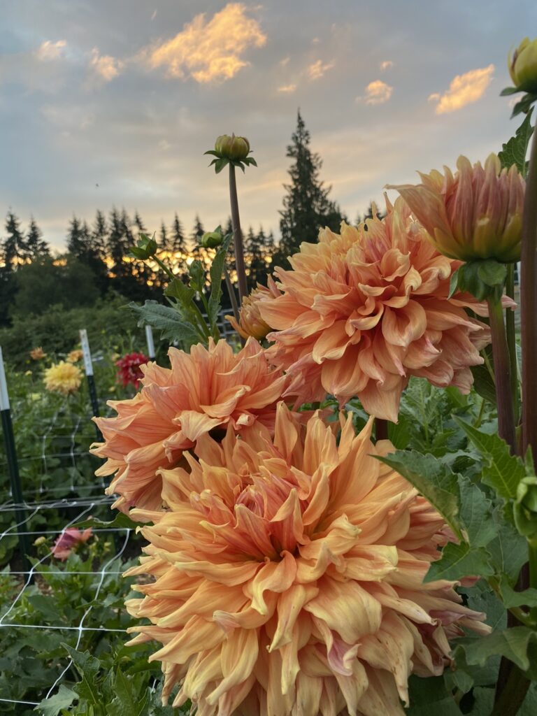 Ben Huston - Soaring Heart Dahlias