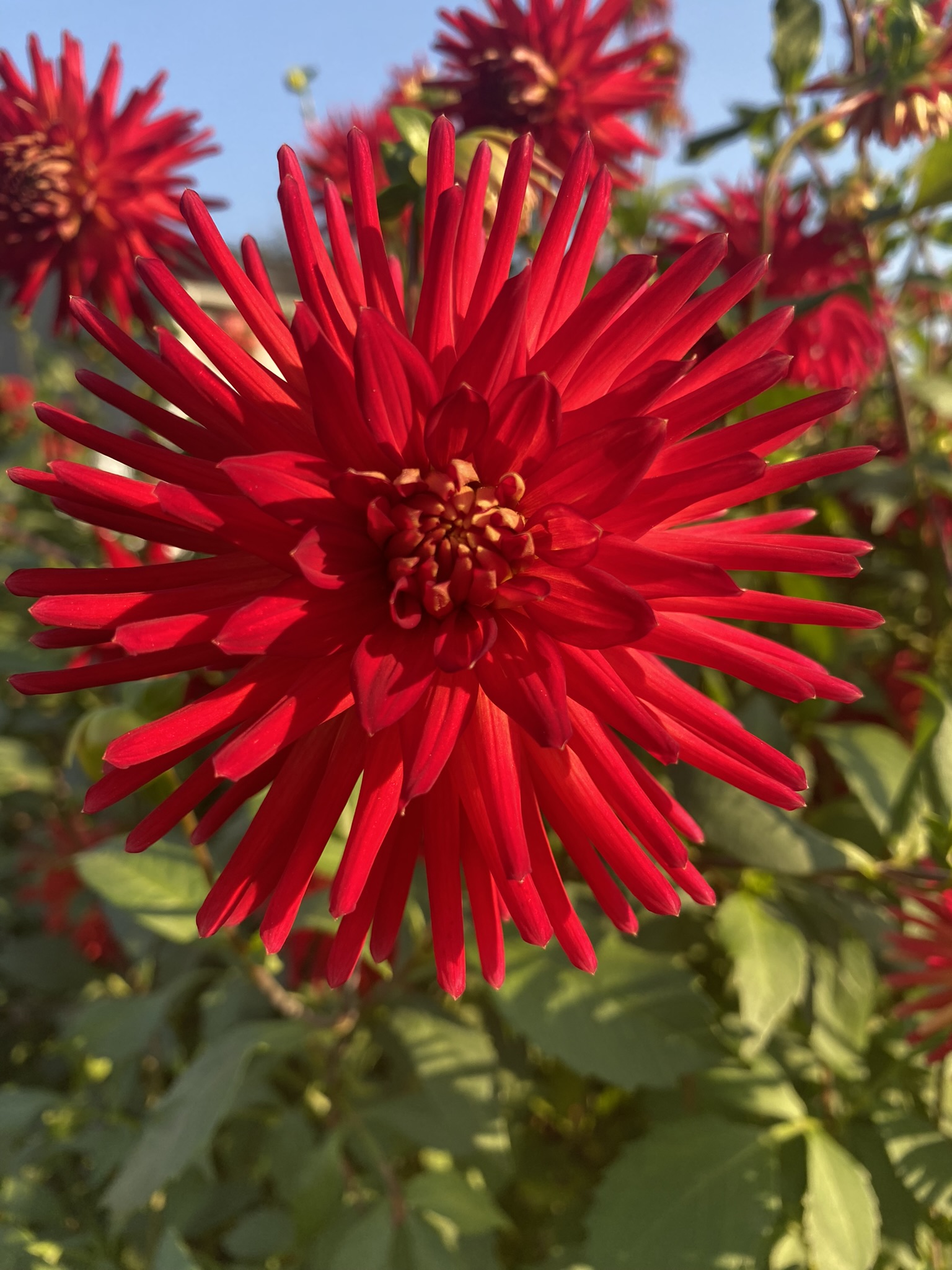 Bloomquist Carol Ann - Soaring Heart Dahlias