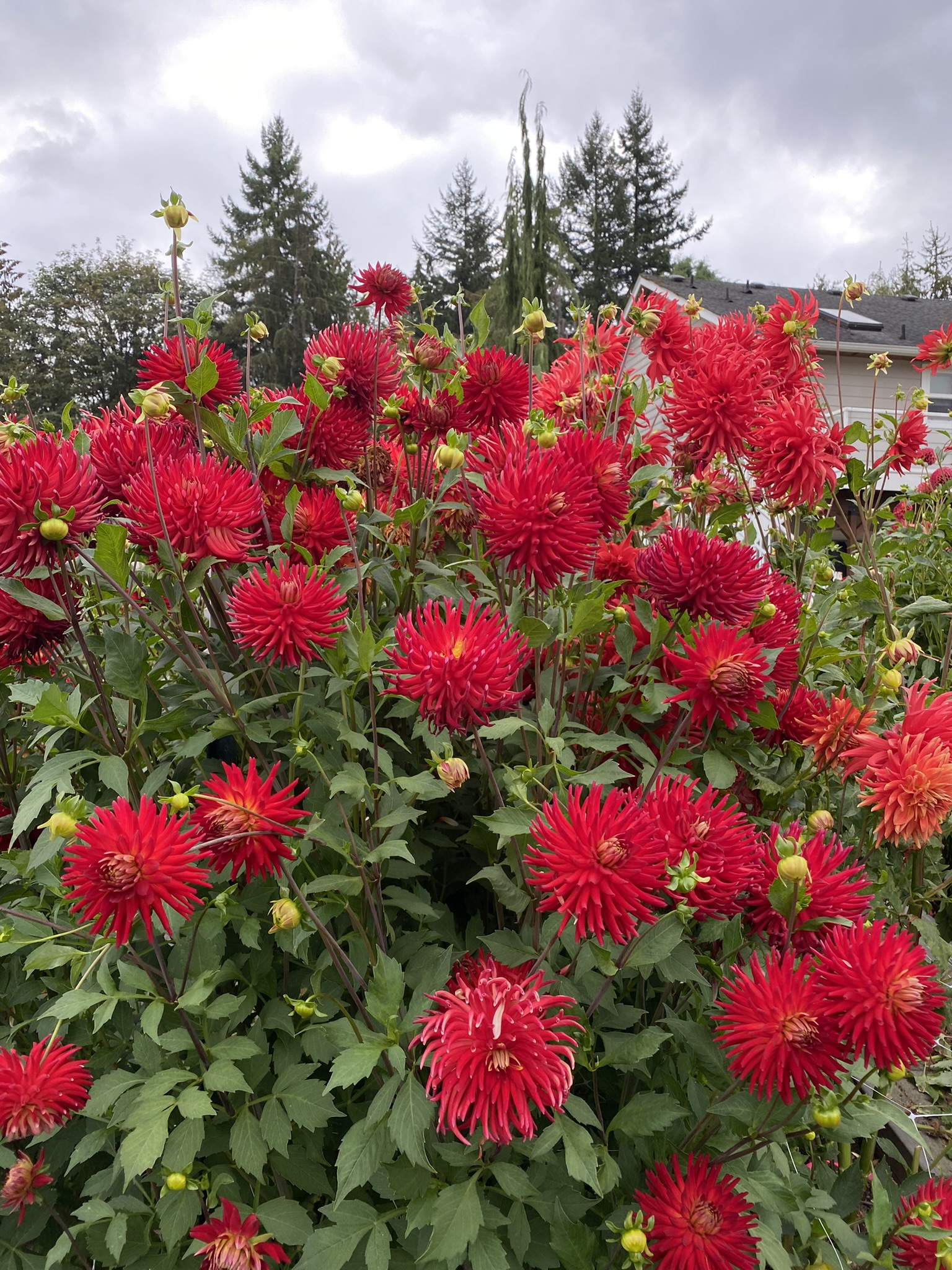 Bloomquist Carol Ann - Soaring Heart Dahlias