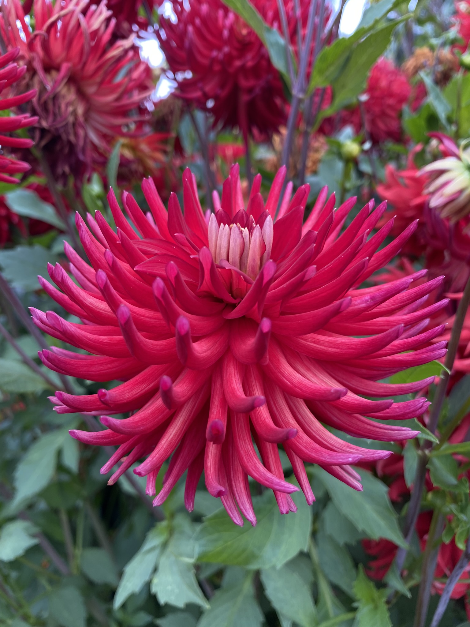 Bloomquist Carol Ann - Soaring Heart Dahlias