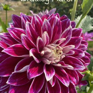 Shop 4 - Soaring Heart Dahlias
