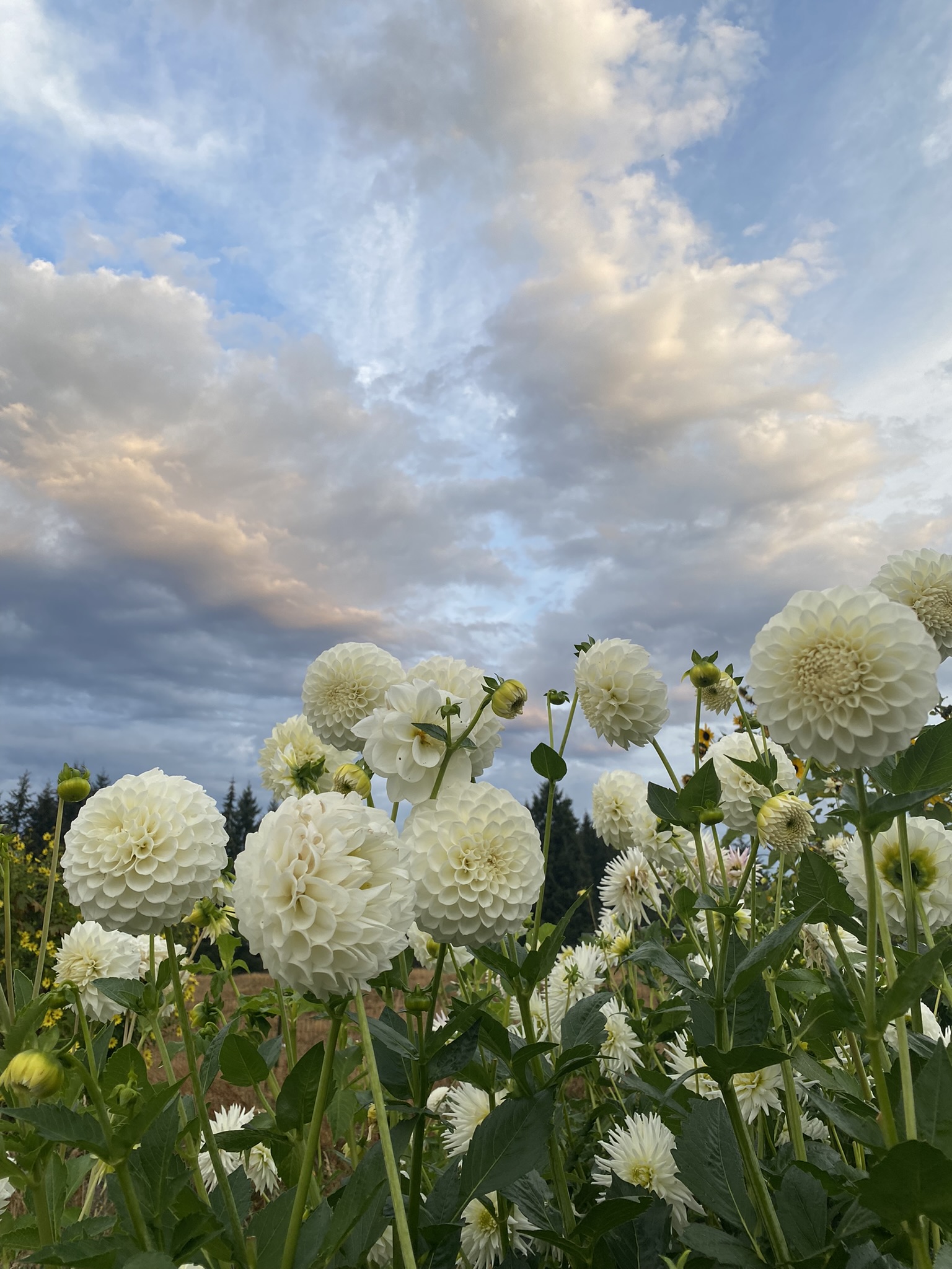 Brookside Snowball - Soaring Heart Dahlias