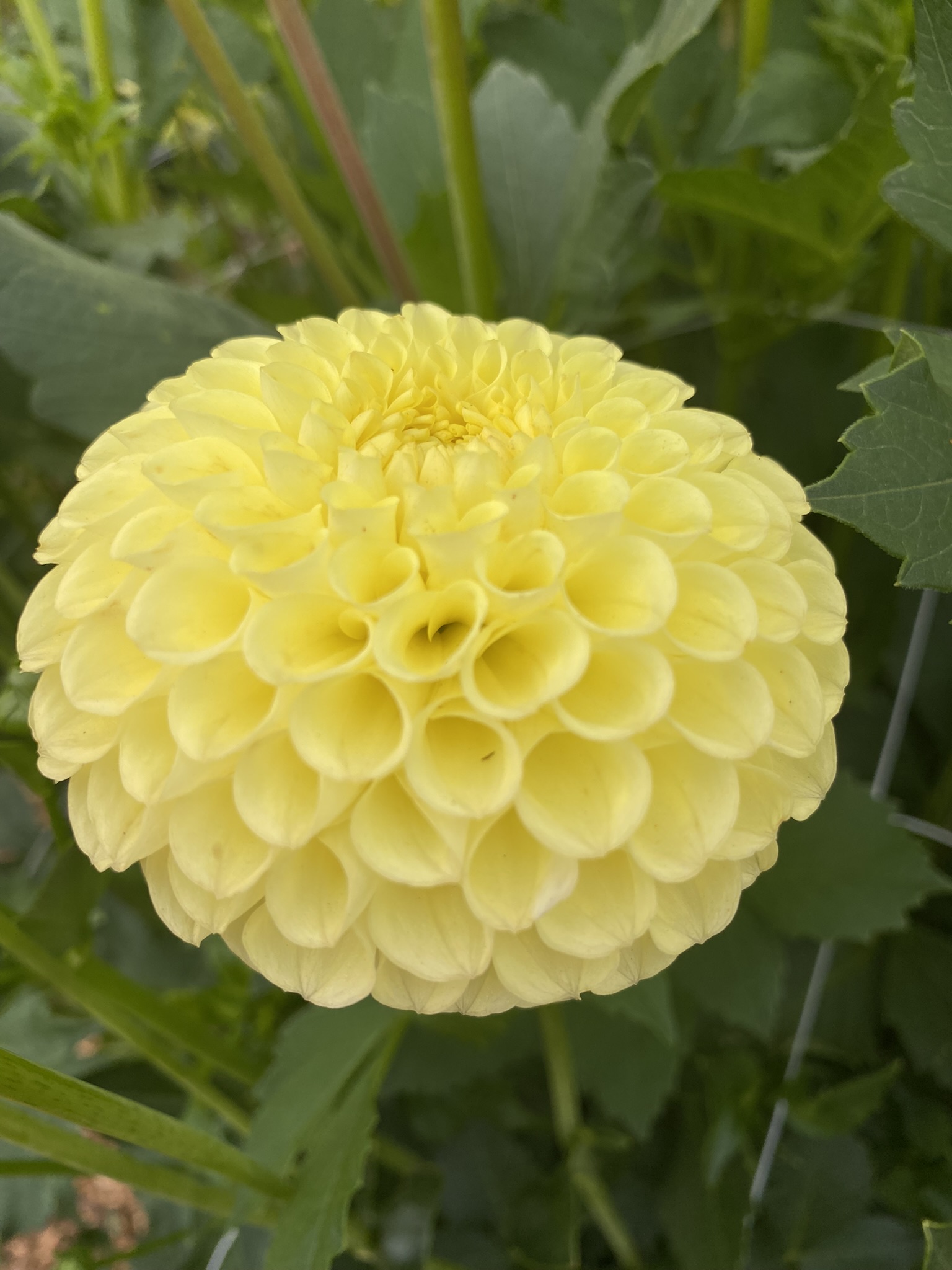 Clearview Daniel - Soaring Heart Dahlias