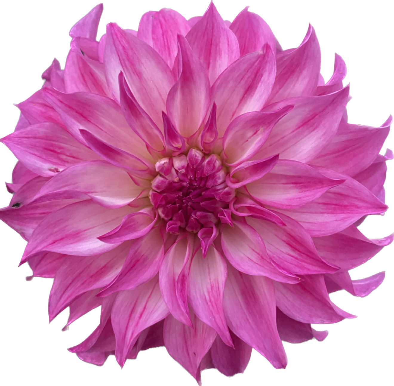 Colorado Classic - Soaring Heart Dahlias