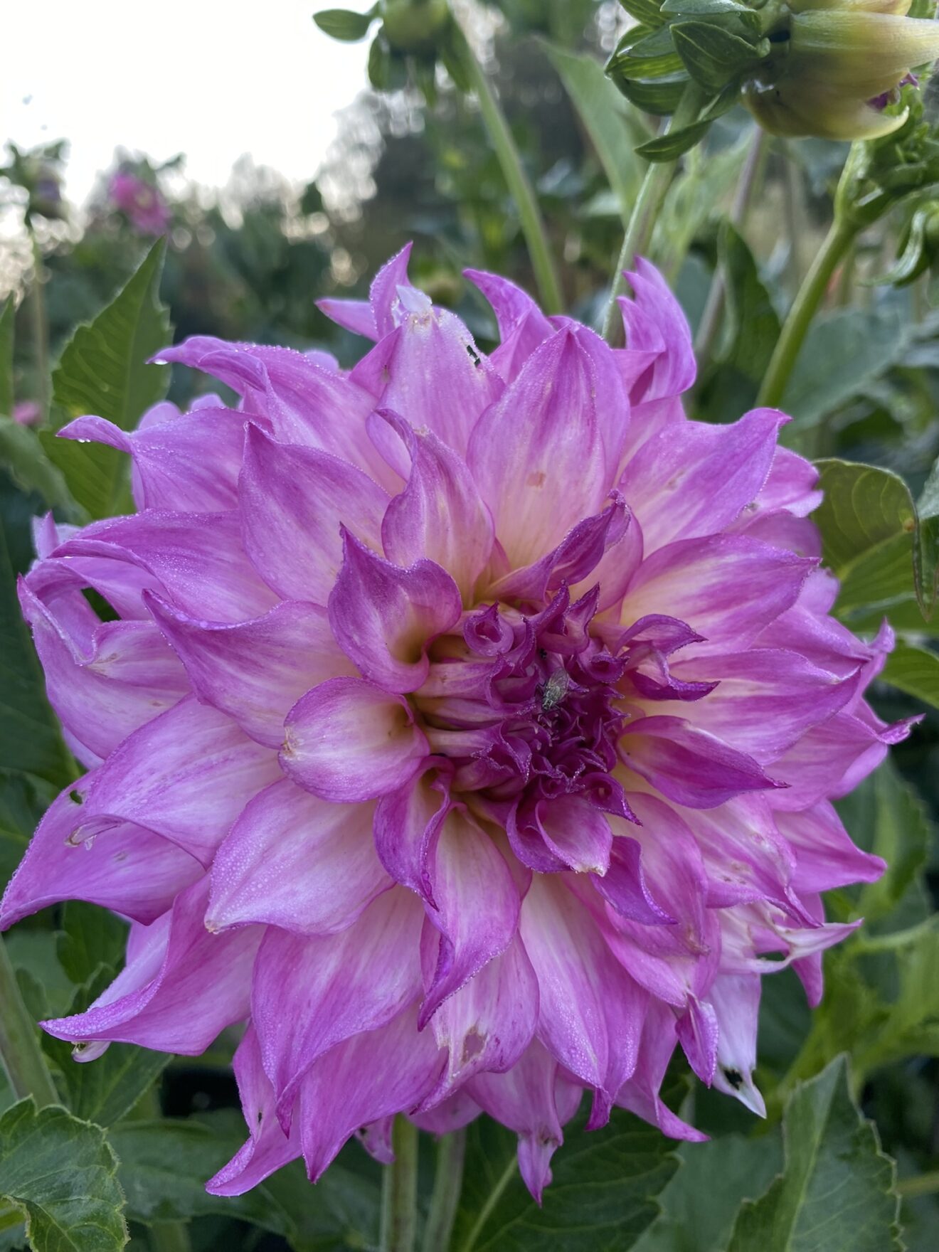 Colorado Classic - Soaring Heart Dahlias