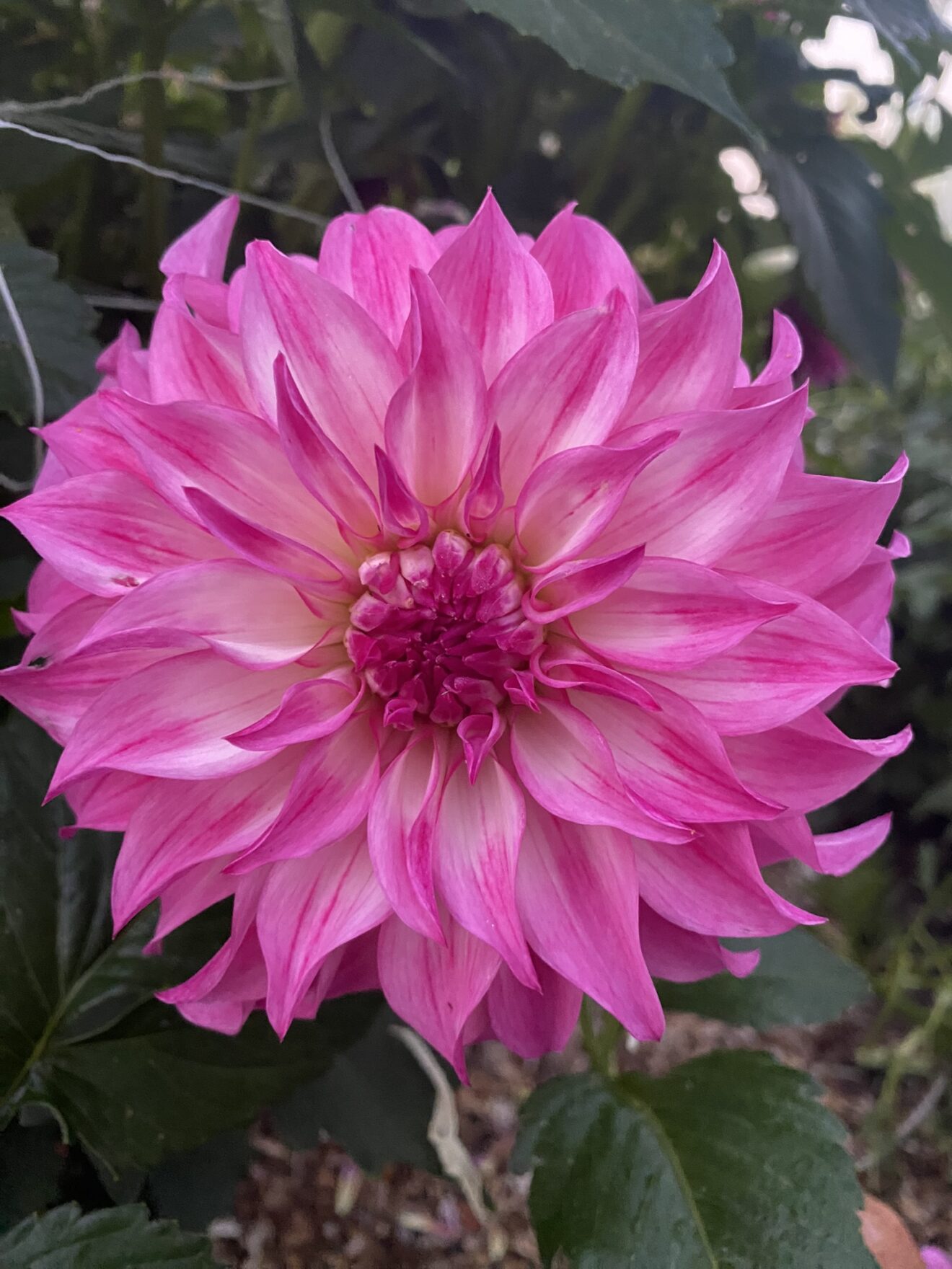 Colorado Classic - Soaring Heart Dahlias