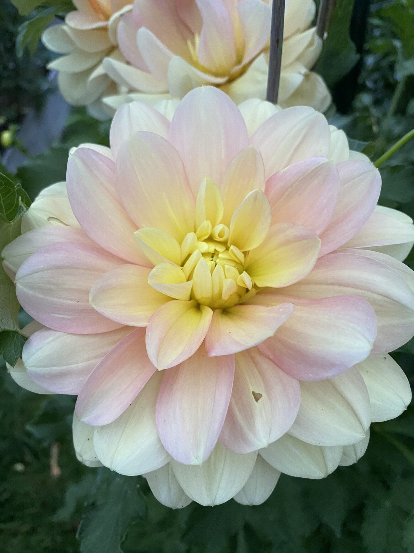Day Dreamer - Soaring Heart Dahlias