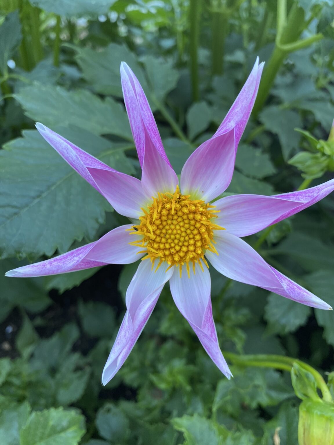 Destiny's Blessings - Soaring Heart Dahlias