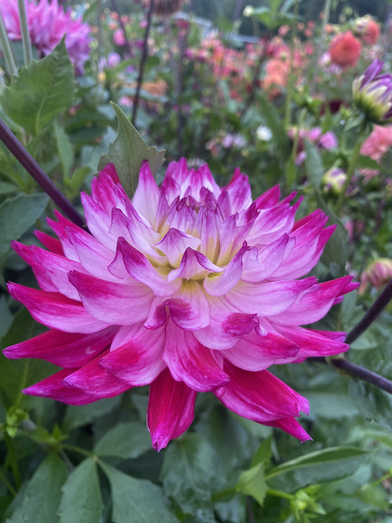 Enchantress - Soaring Heart Dahlias