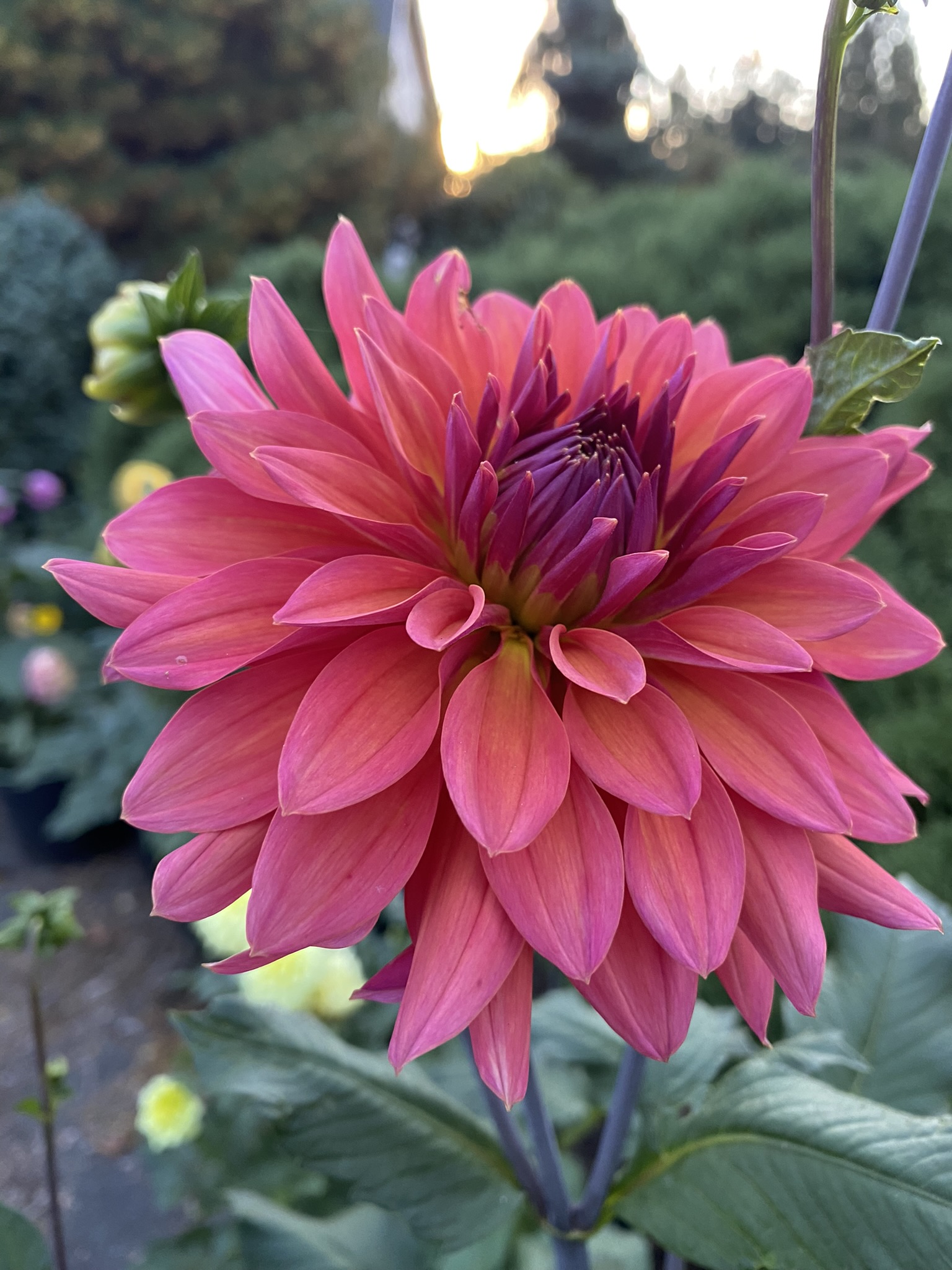 Fire Magic - Soaring Heart Dahlias
