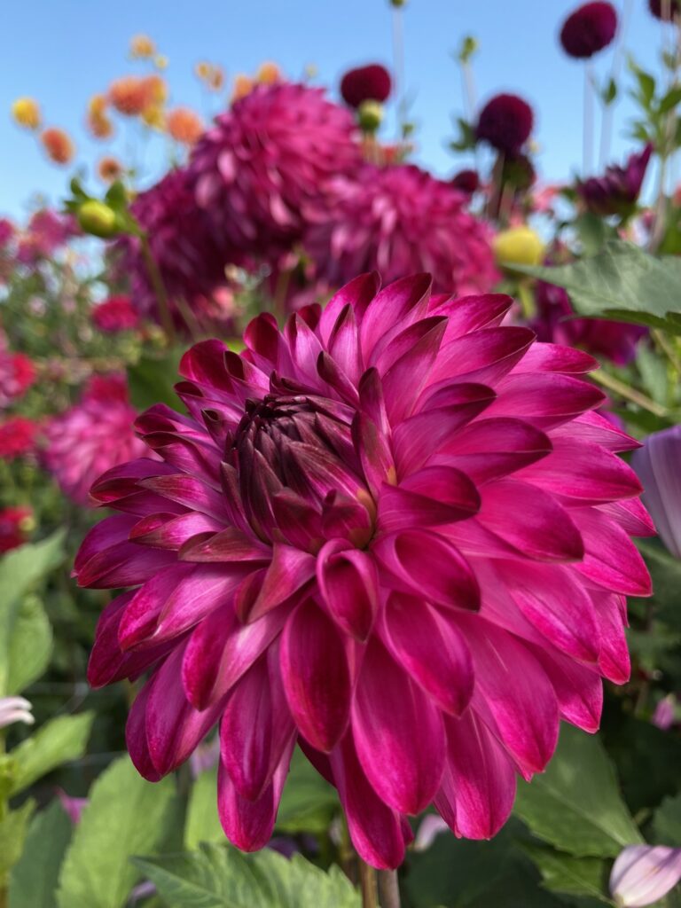 Bloomquist Vivian R - Soaring Heart Dahlias