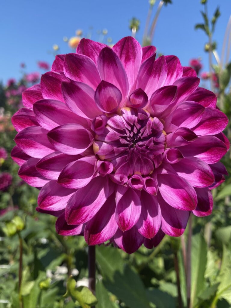 Bloomquist Vivian R - Soaring Heart Dahlias