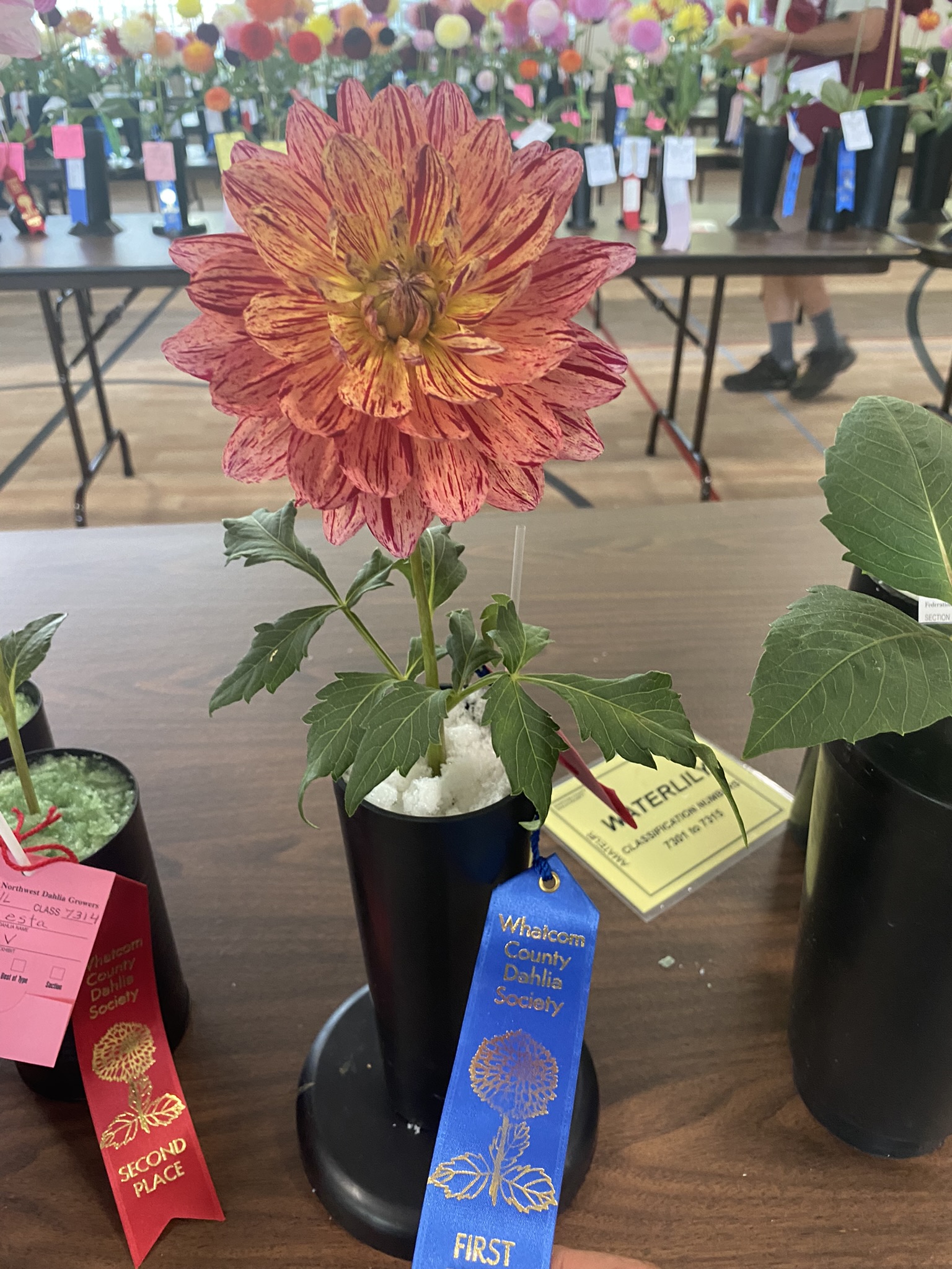 Our Story - Soaring Heart Dahlias