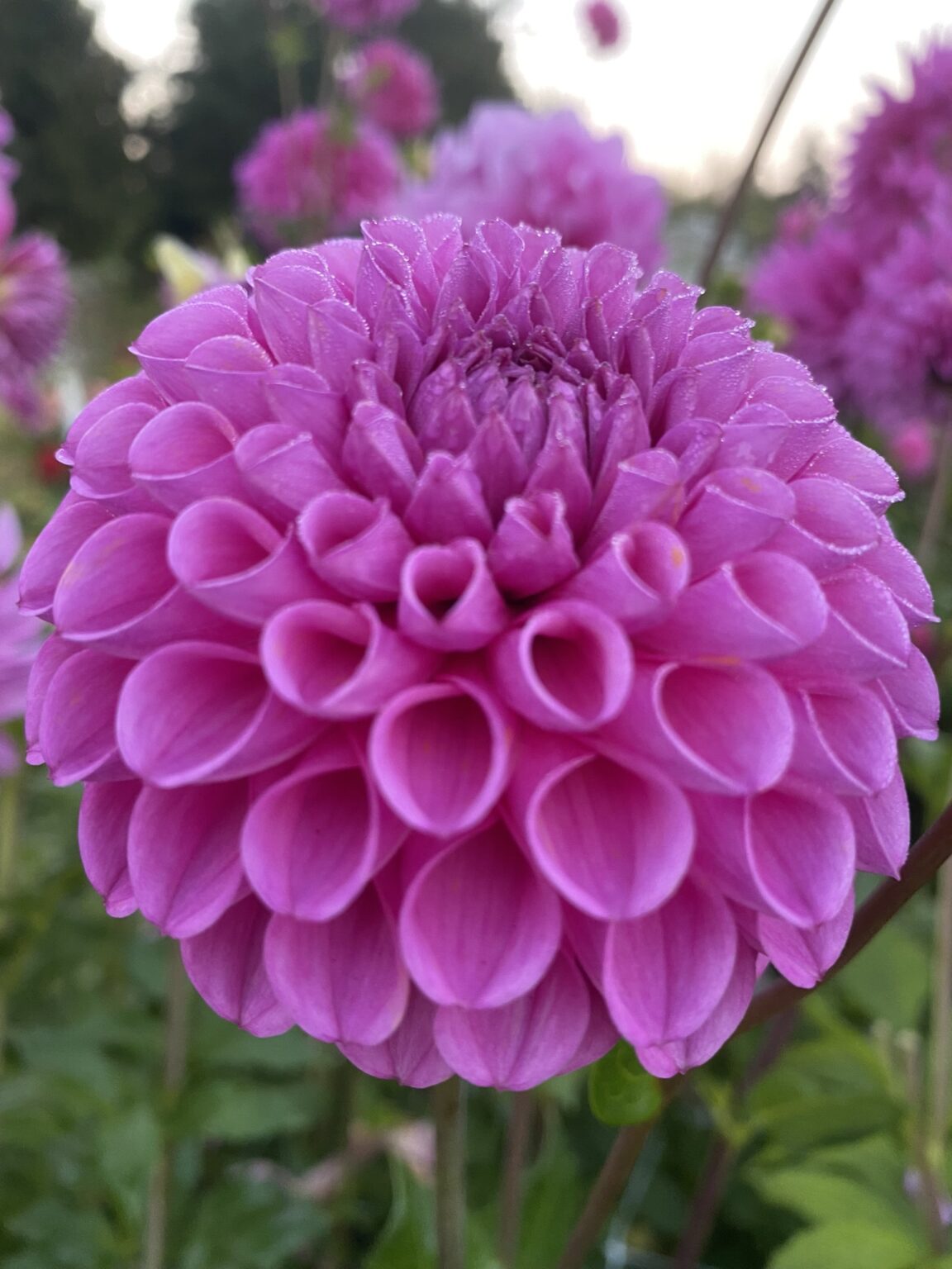 Isabel - Soaring Heart Dahlias