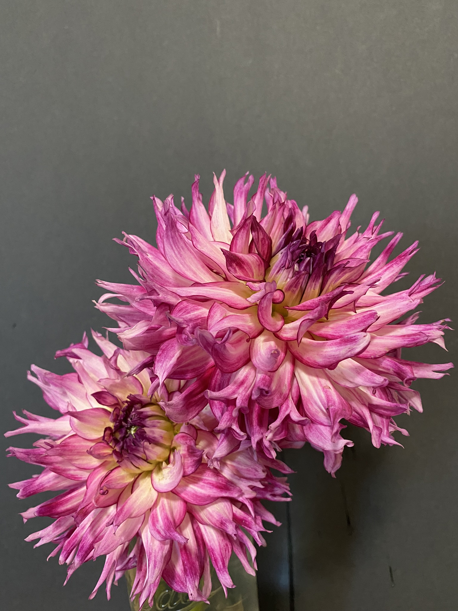 Milennium - Soaring Heart Dahlias