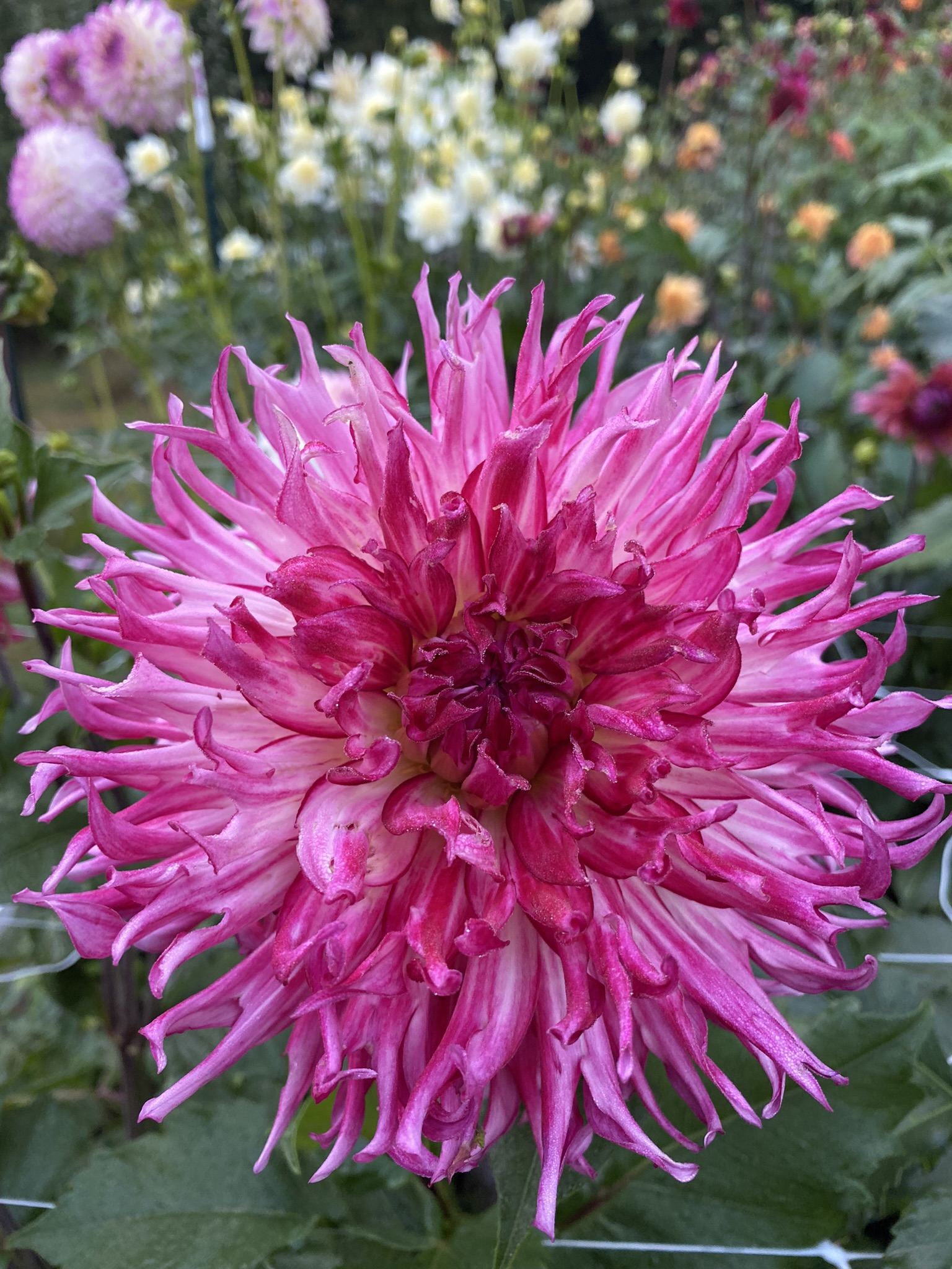 Milennium - Soaring Heart Dahlias