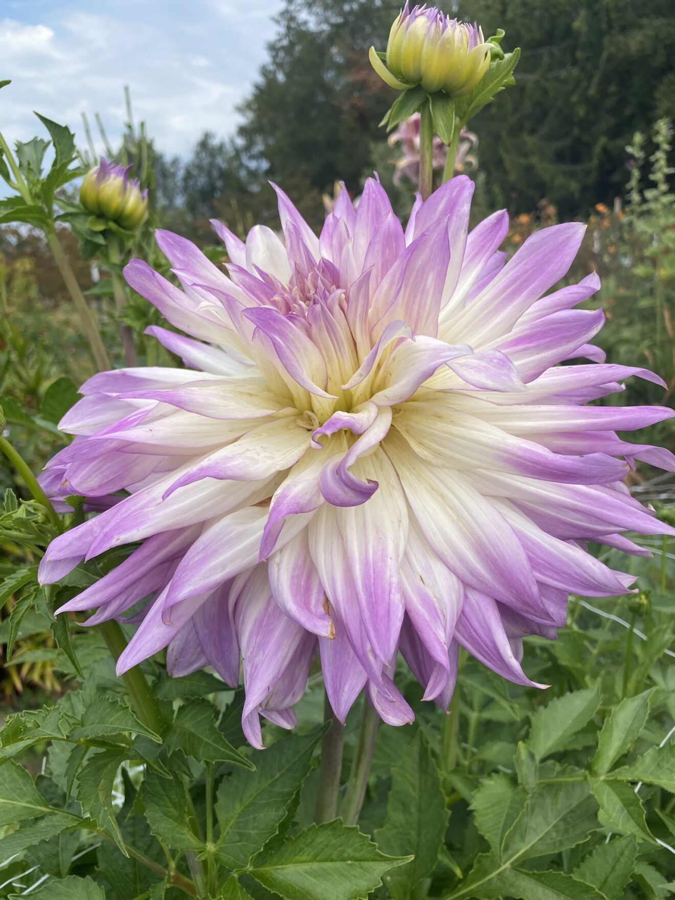 Mingus Randy - Soaring Heart Dahlias