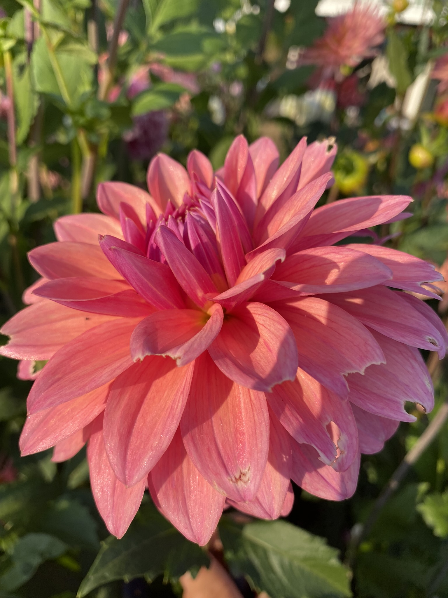 Scaur Swinton - Soaring Heart Dahlias