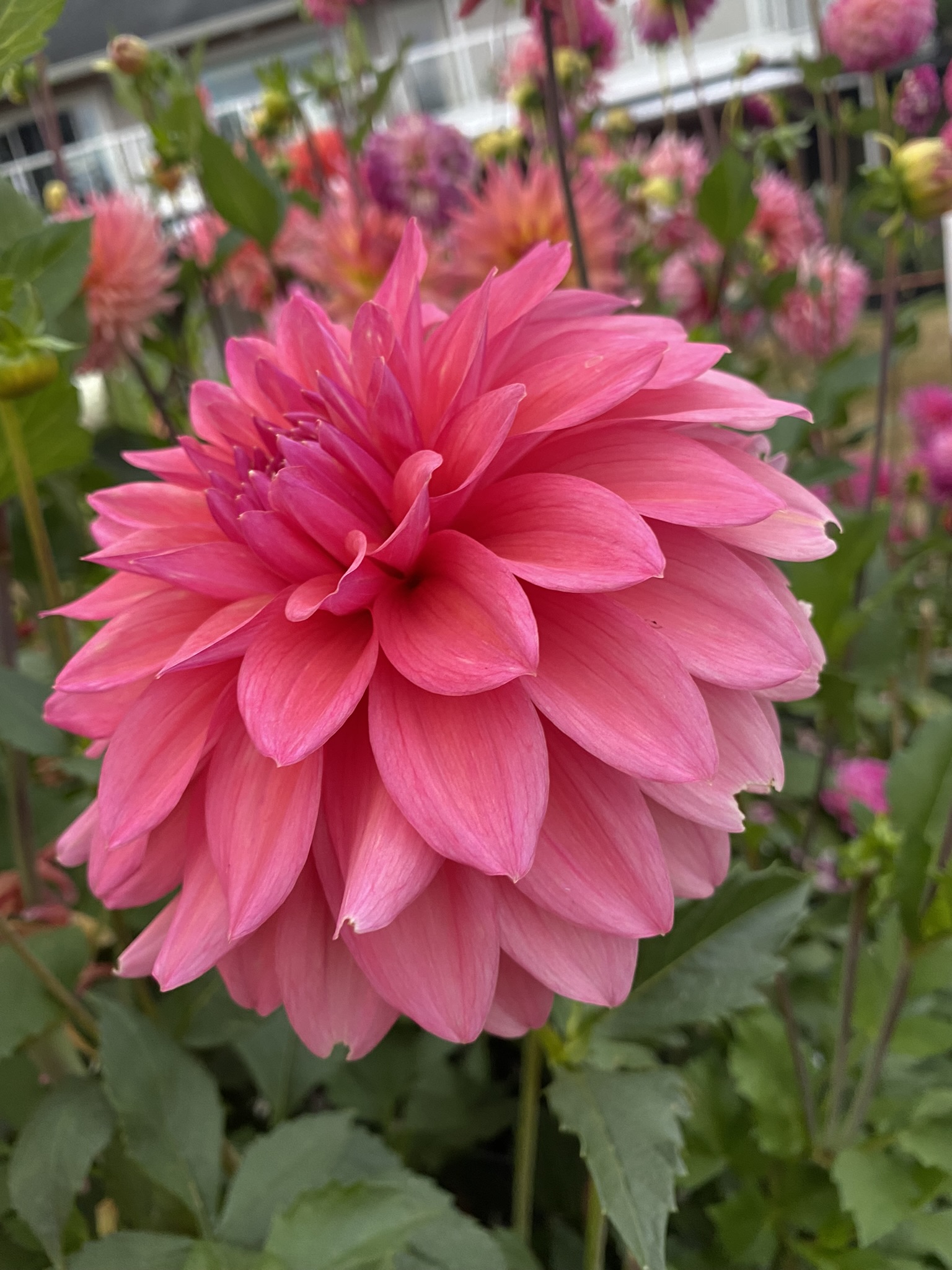 Scaur Swinton - Soaring Heart Dahlias