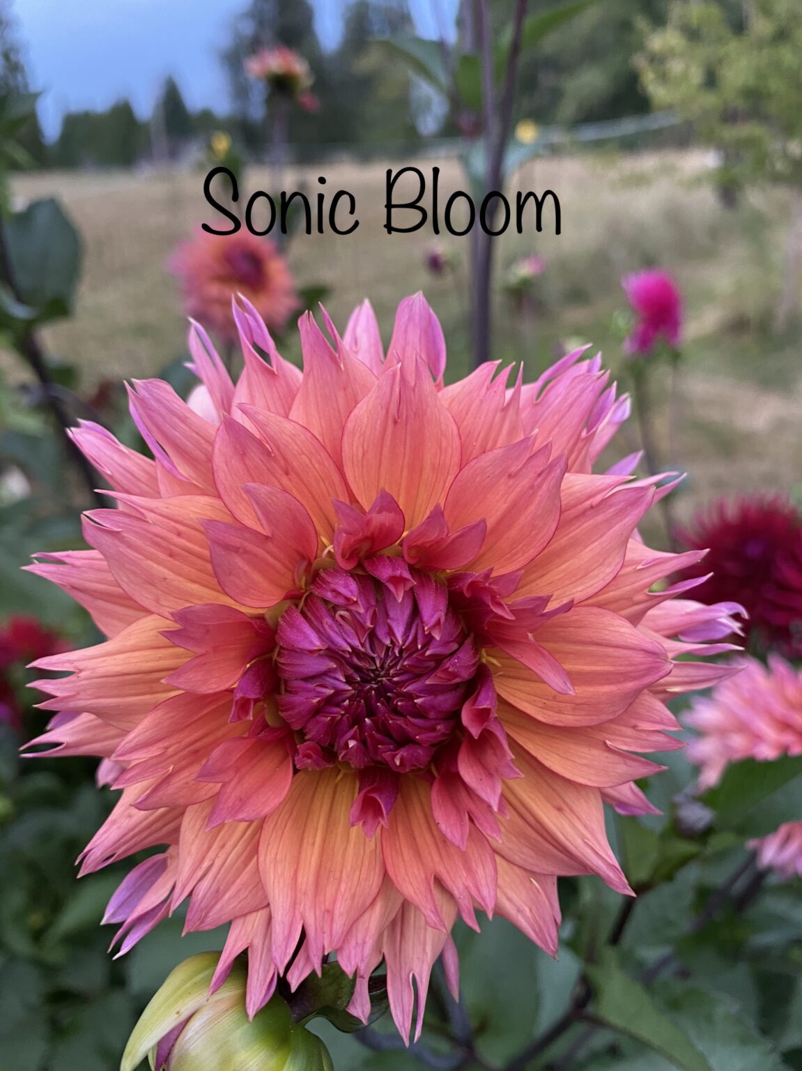 Sonic Bloom - Soaring Heart Dahlias