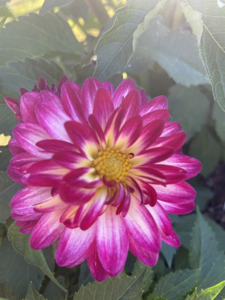 Stillwater Raspberry - Soaring Heart Dahlias