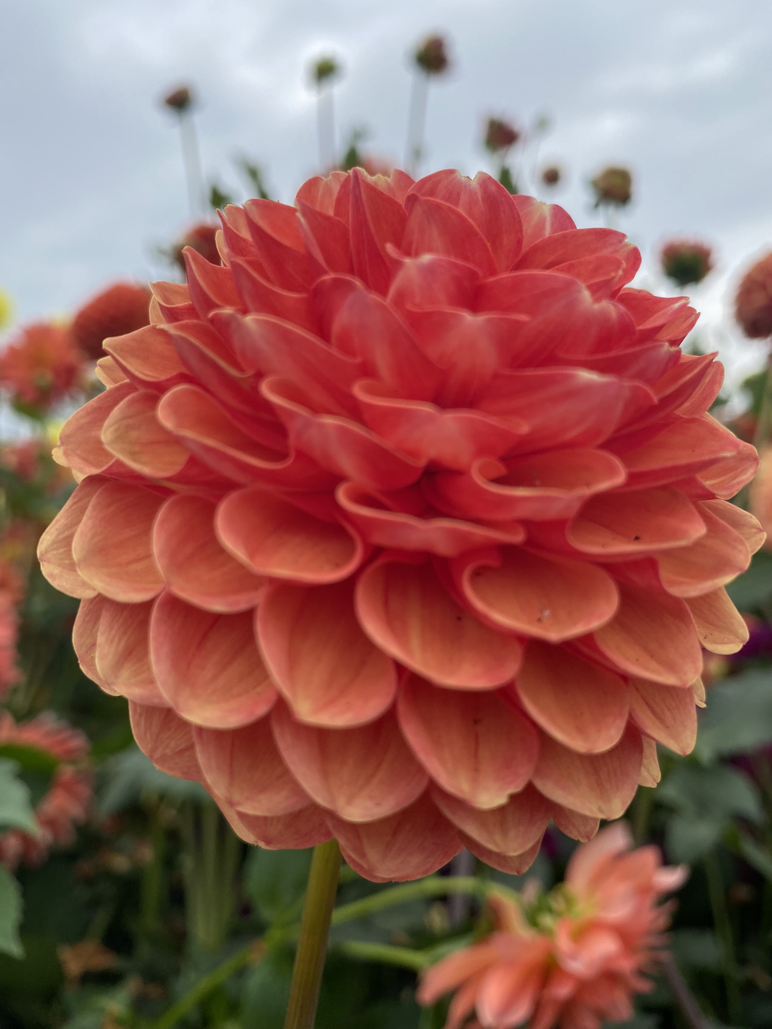 Valley Rust Bucket – Soaring Heart Dahlias