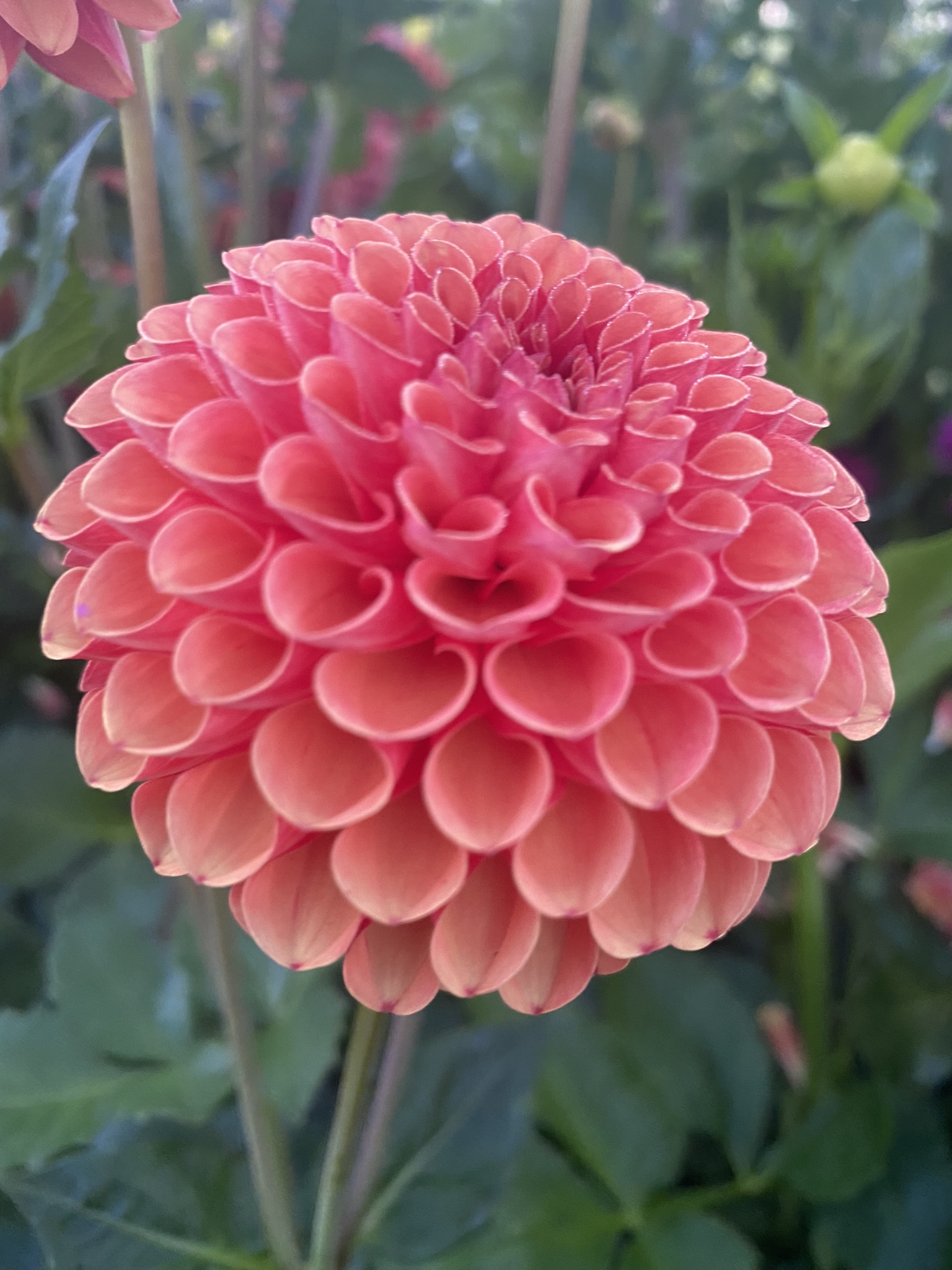 Valley Rust Bucket - Soaring Heart Dahlias