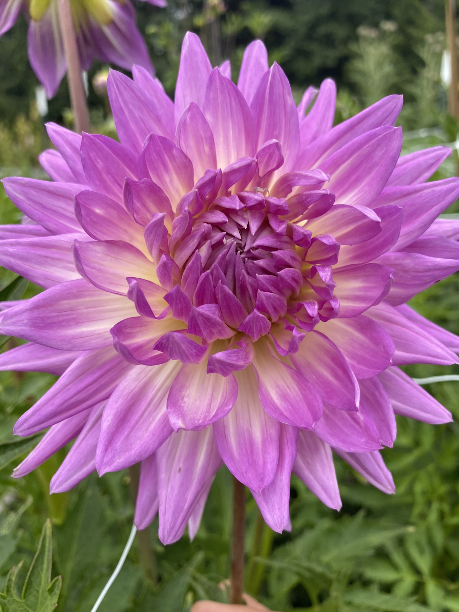 Vanquisher - Soaring Heart Dahlias