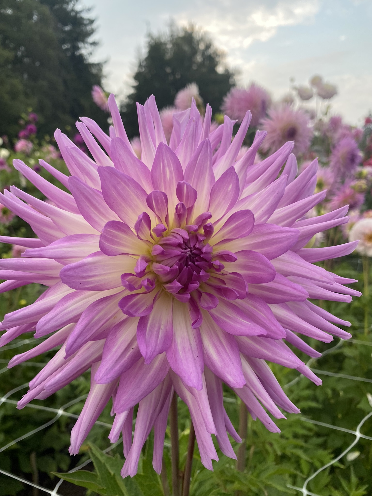 Vanquisher - Soaring Heart Dahlias