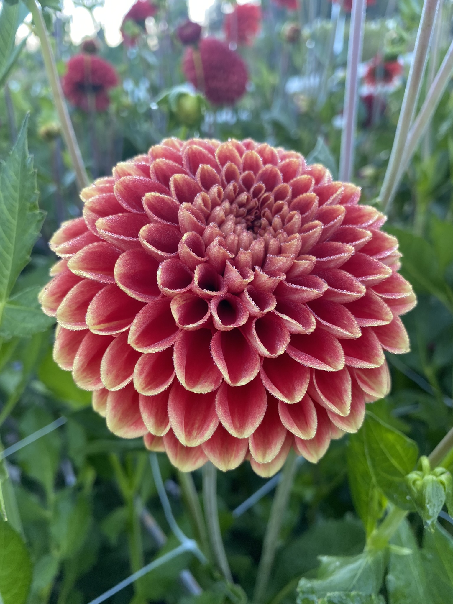 Ruskin Gypsy - Soaring Heart Dahlias