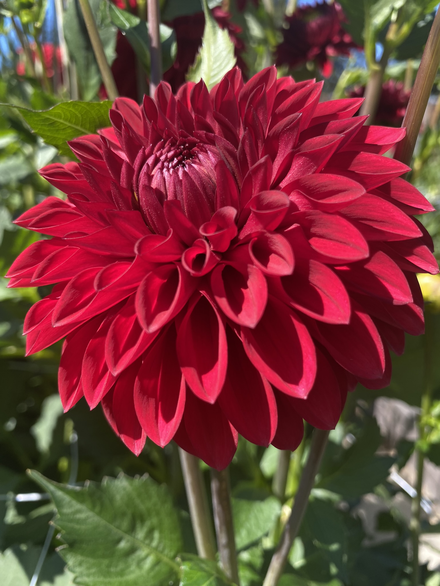Sheval Megan - Soaring Heart Dahlias