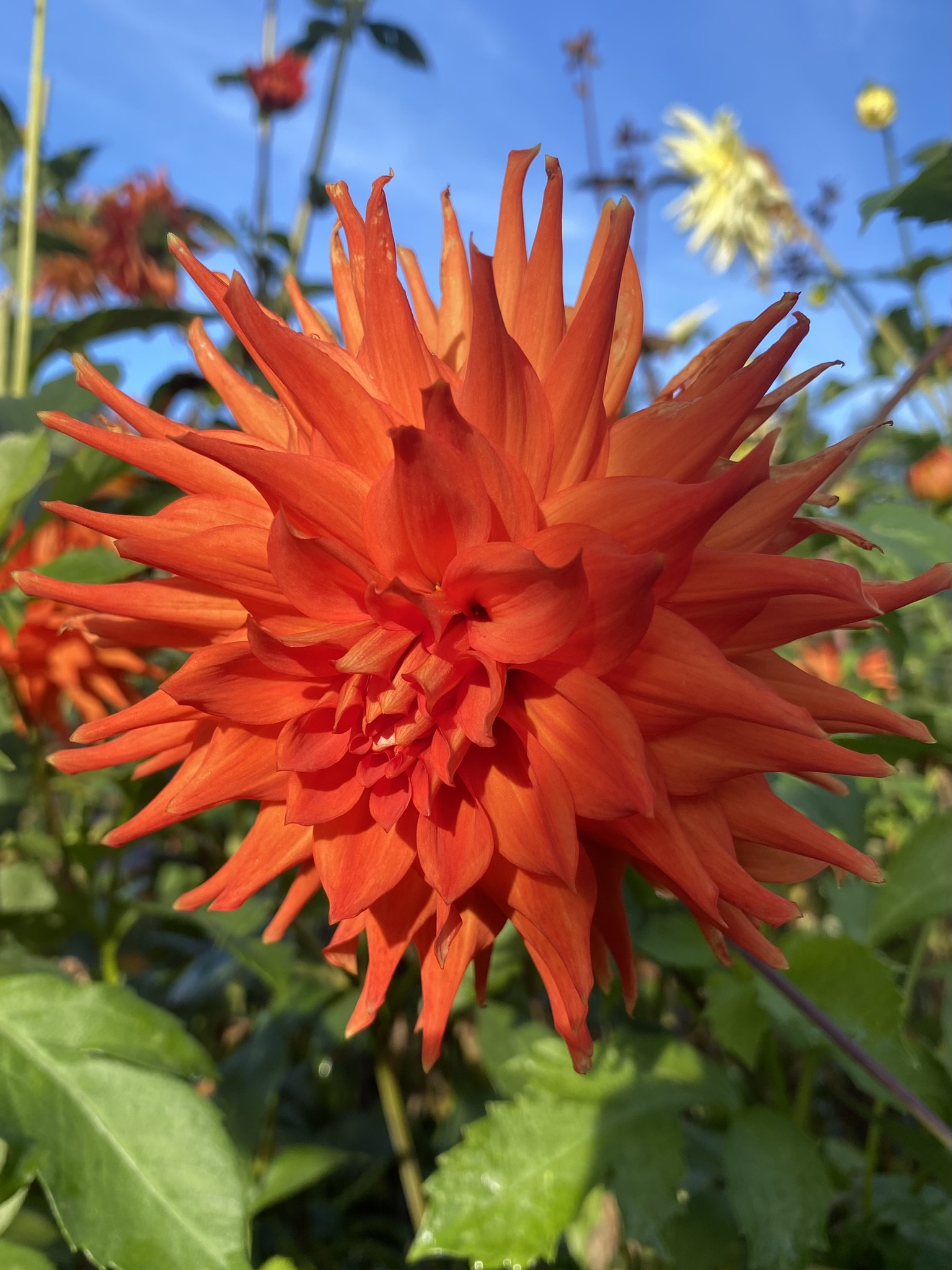 AC CJ - Soaring Heart Dahlias