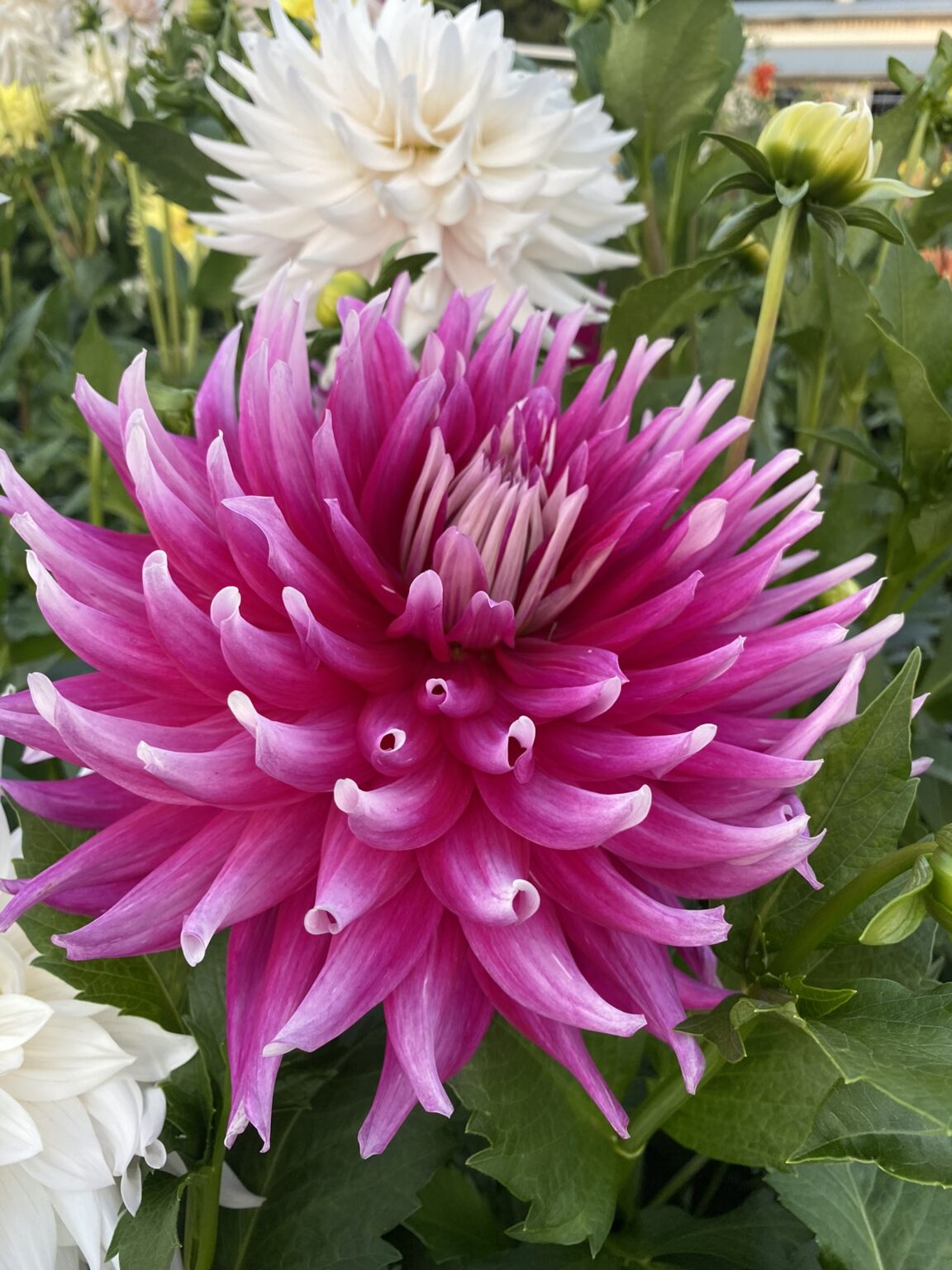 AC Dark Horse - Soaring Heart Dahlias