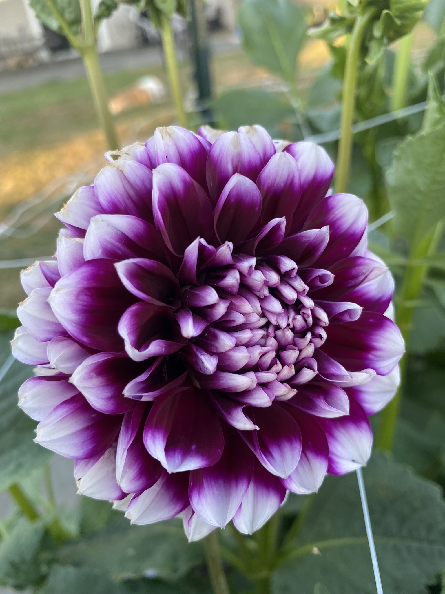 Aitara Diadem - Soaring Heart Dahlias