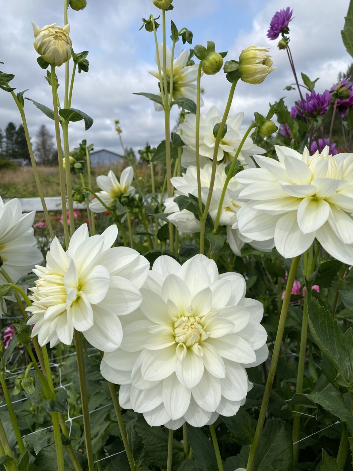 Bridezilla - Soaring Heart Dahlias