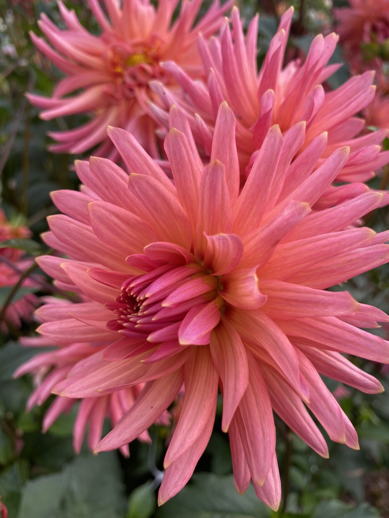 CG Coral - Soaring Heart Dahlias