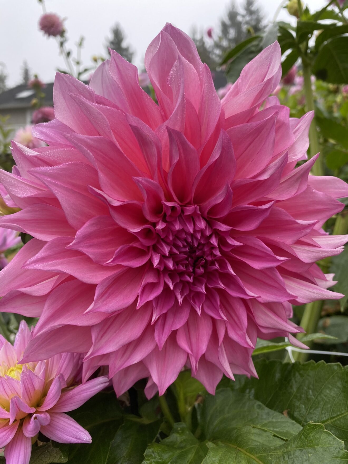 Cafe Au Lait Rose - Soaring Heart Dahlias