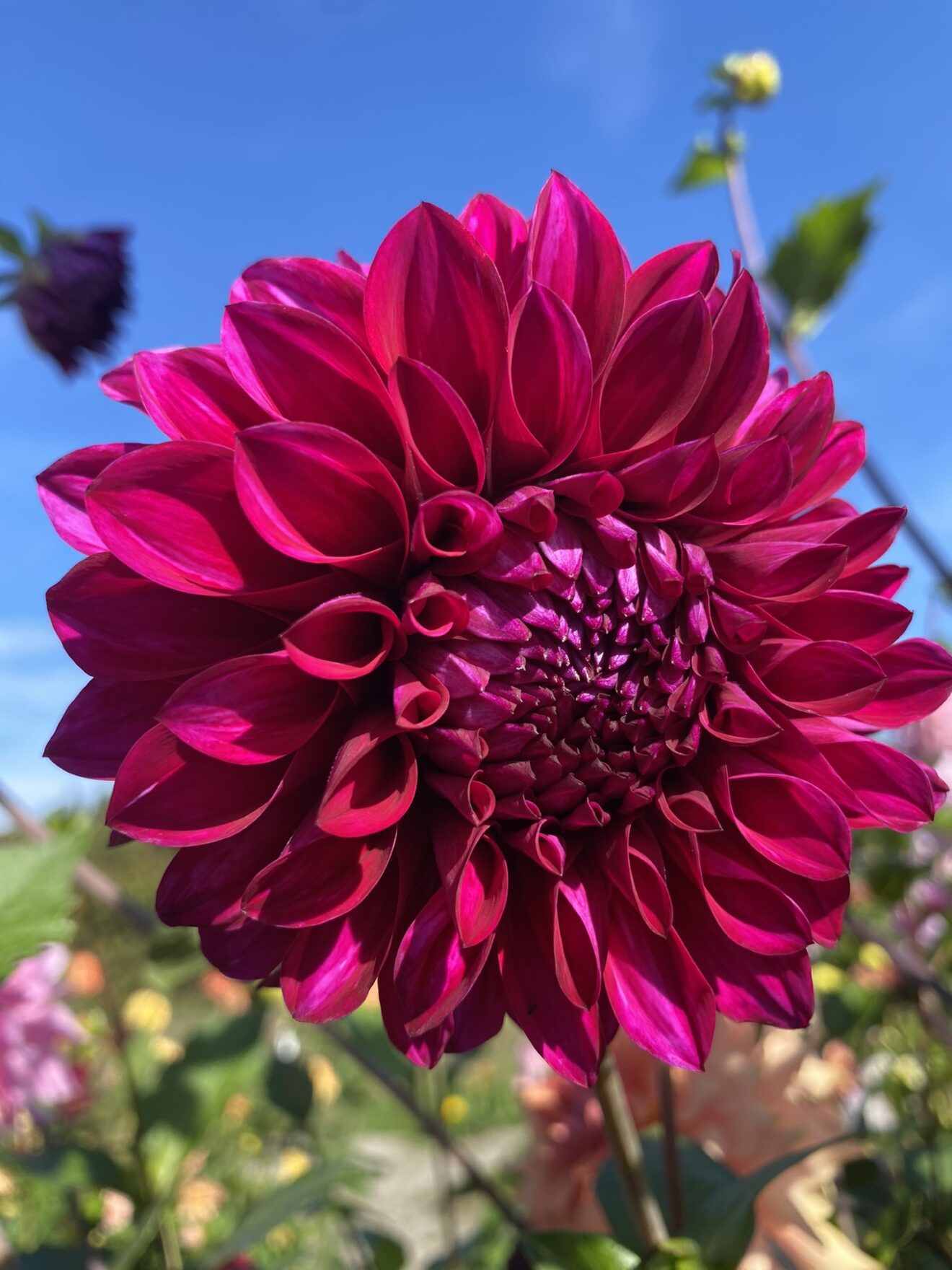 Ferncliff Midnight - Soaring Heart Dahlias