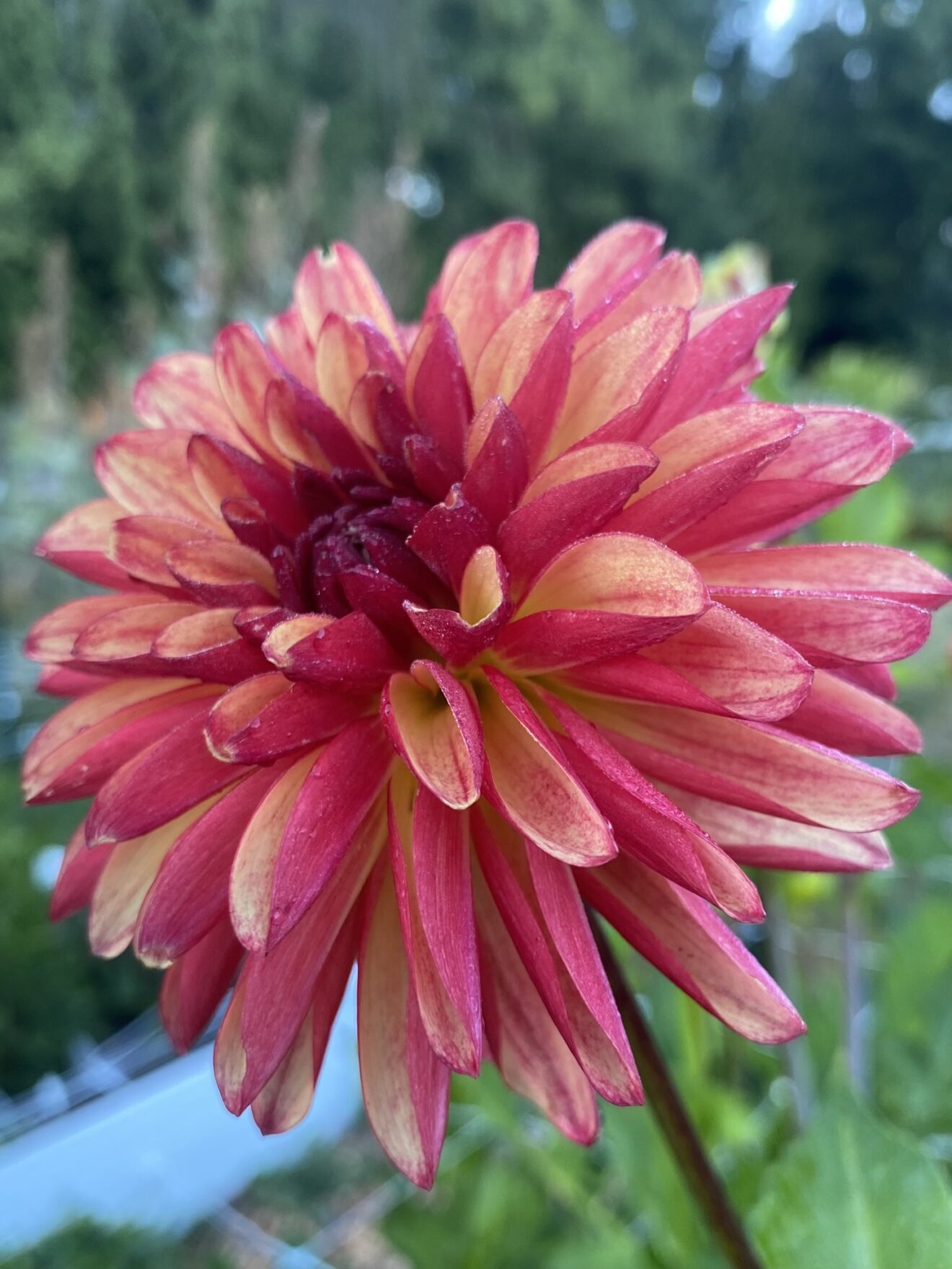 Gitts Crazy - Soaring Heart Dahlias