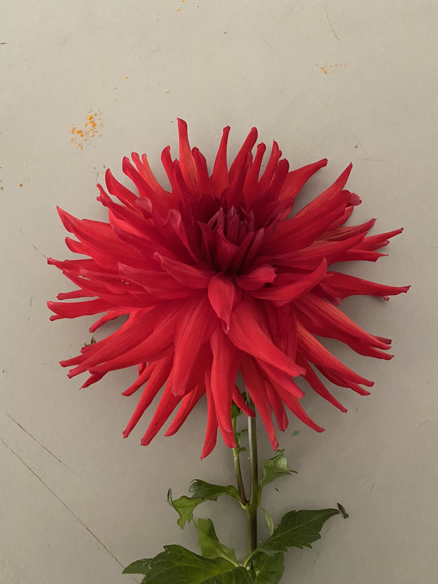 Kenora Wildfire - Soaring Heart Dahlias